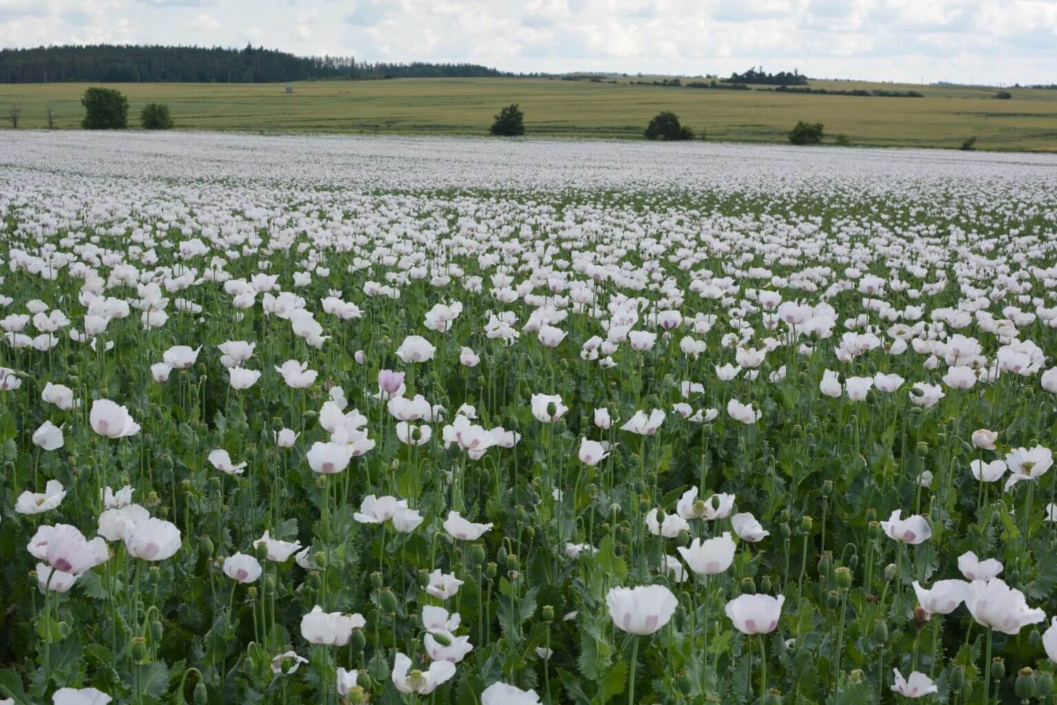 Druhy máku v České republice - Český mák